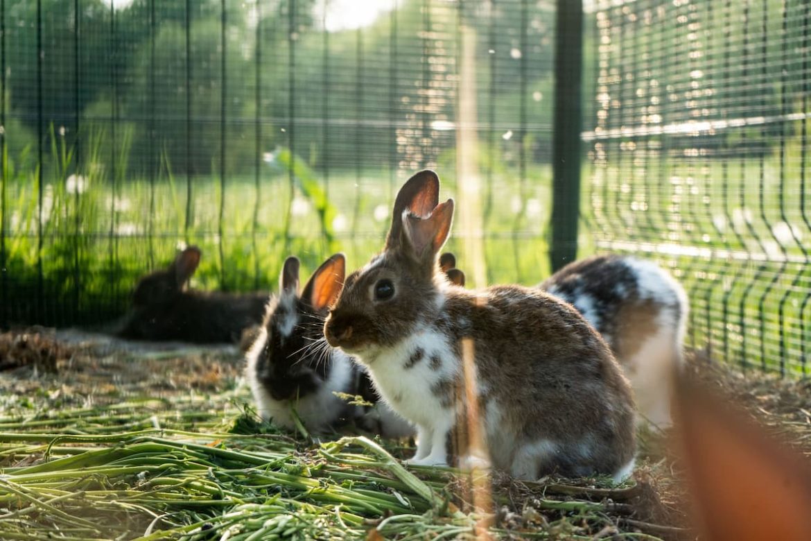 Tips for owning (or caring for) a pet rabbit