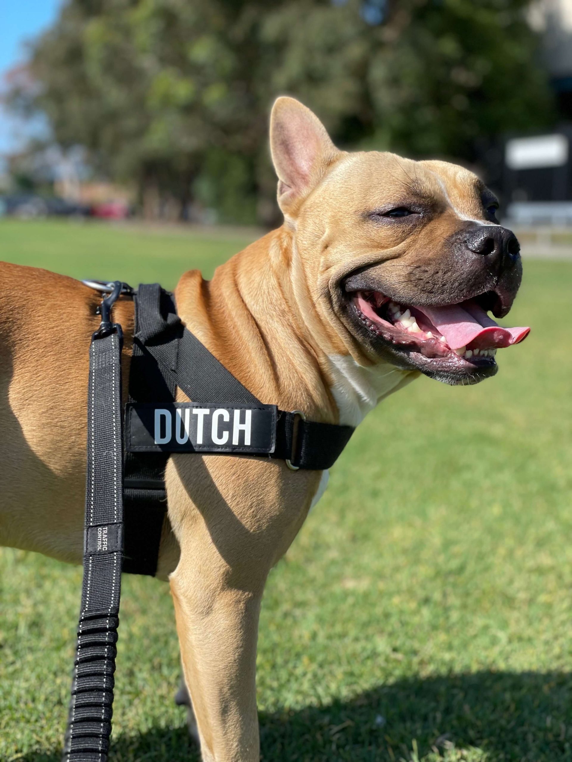 3 ways to ensure your pet has proper ID