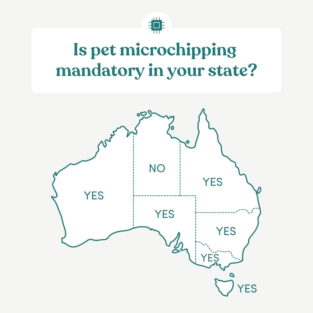 Pet microchipping - what you need to know