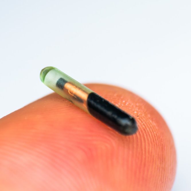 Pet microchipping - what you need to know