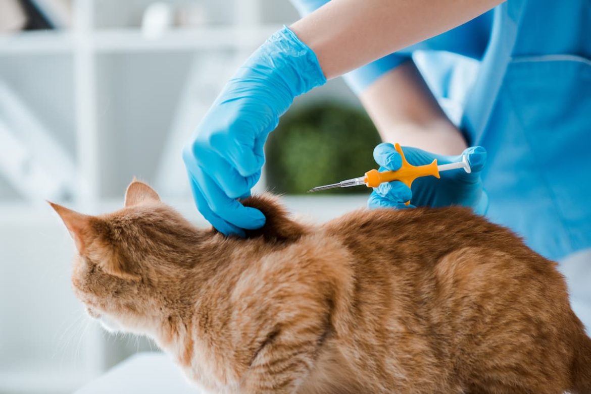 Pet microchipping - what you need to know