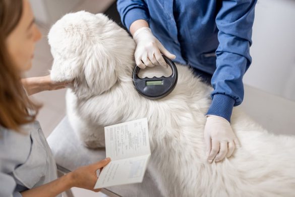 Pet microchipping - what you need to know
