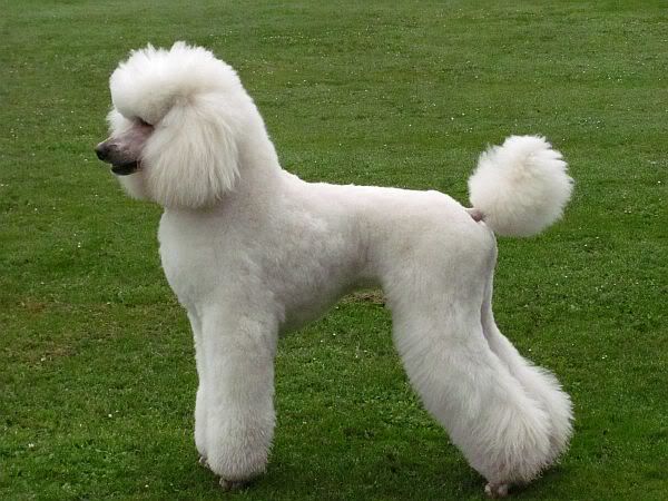 The 6 most popular poodle haircuts