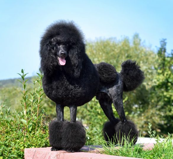 The 6 most popular poodle haircuts