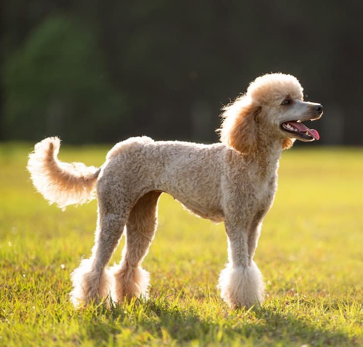 The 6 most popular poodle haircuts