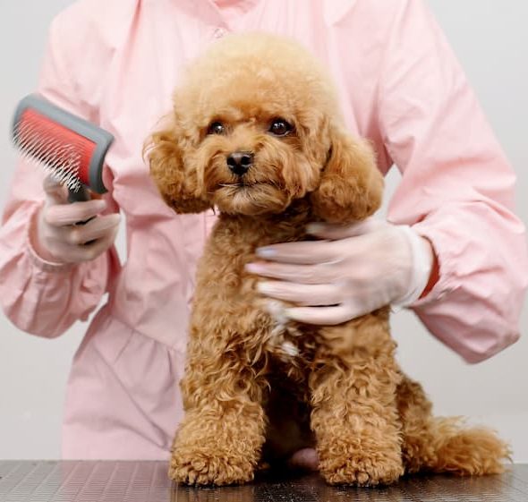 The 6 most popular poodle haircuts