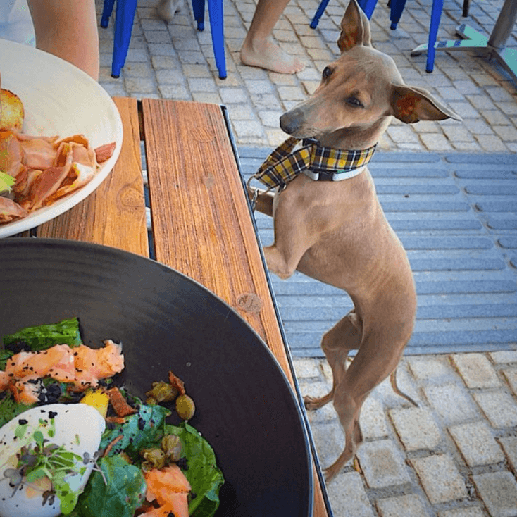 Best dog friendly cafes Perth has to offer