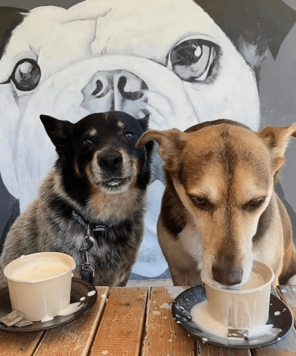Best dog friendly cafes Perth has to offer