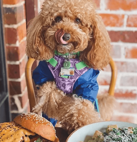Best dog friendly cafes Perth has to offer