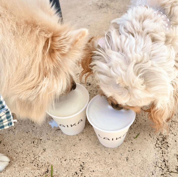 Best dog friendly cafes Perth has to offer