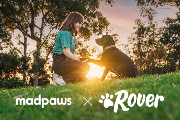 Law with dogs in cars - what you need to know