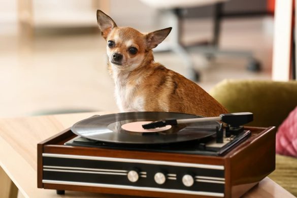 Does calming music help dogs & cats?